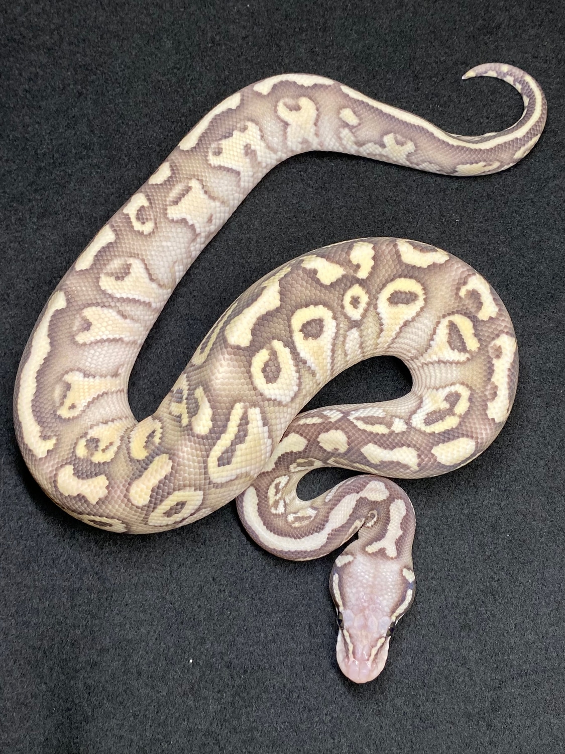 Hurricane Pastel Lesser Desert Ghost Ball Python by MySnake_EU ...