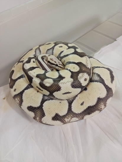 Breeder Proven Super Pastel Desert Ghost Ball Python by MySnake_EU
