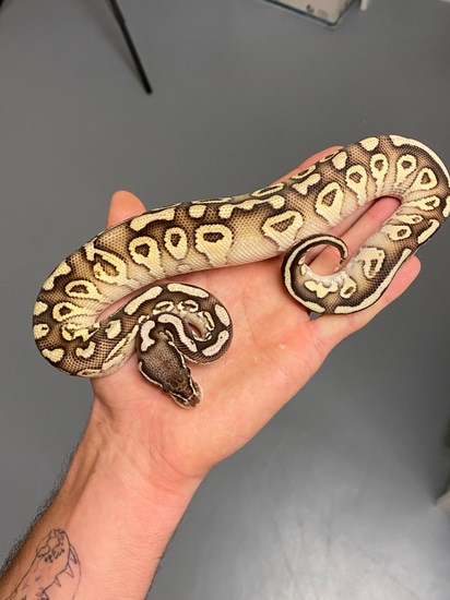 Hurricane Pastel Lesser Yellow Belly Het Desert Ghost Ball Python by ...