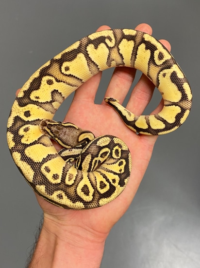 Hurricane Pastel Enchi Fire/Vanilla Het Desert Ghost Ball Python by MySnake_EU
