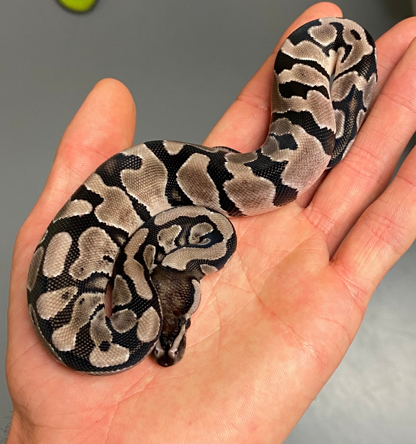 Axanthic TSK Het Piebald Ball Python by MySnake_EU - MorphMarket