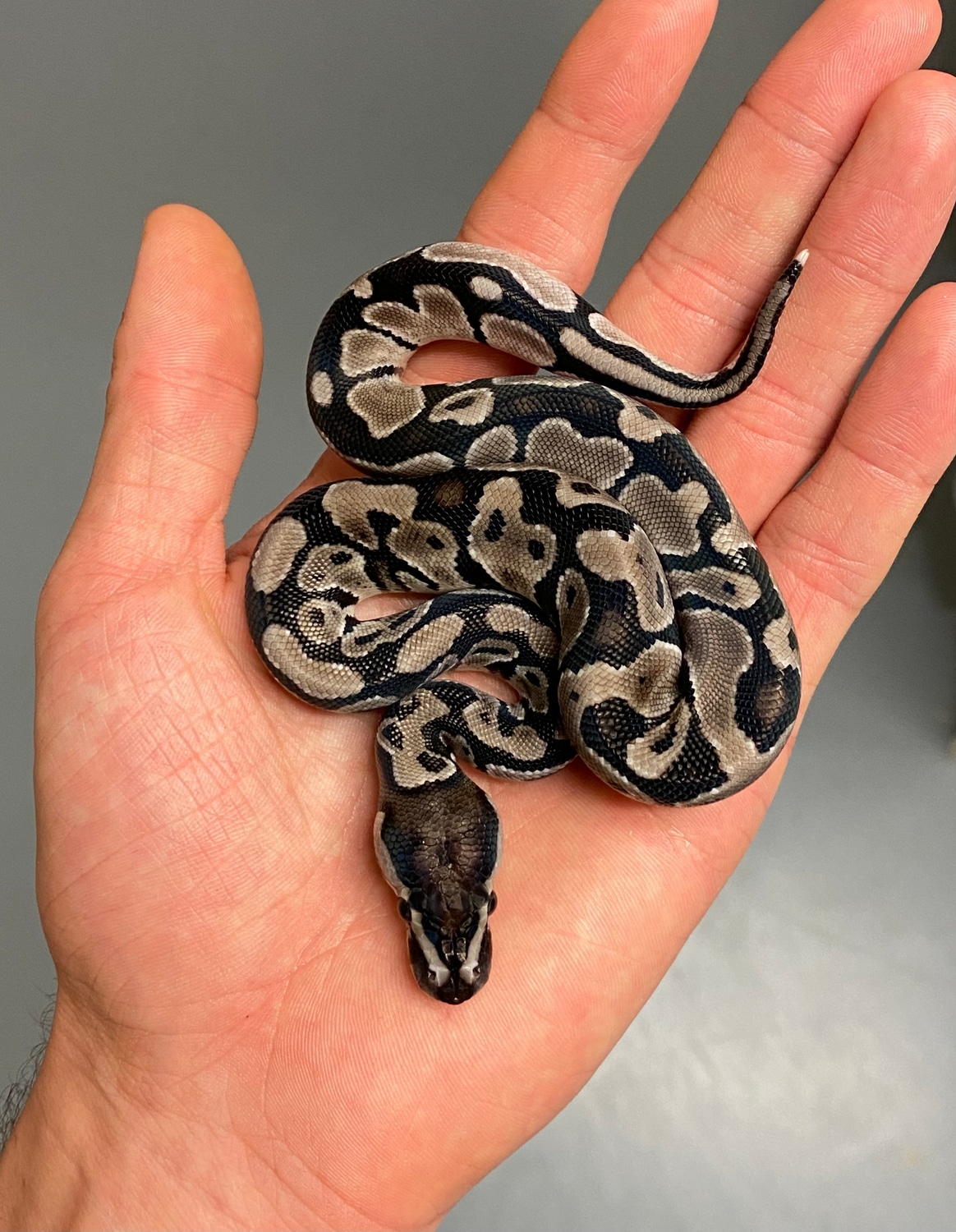 Axanthic TSK Het Piebald Ball Python by MySnake_EU - MorphMarket