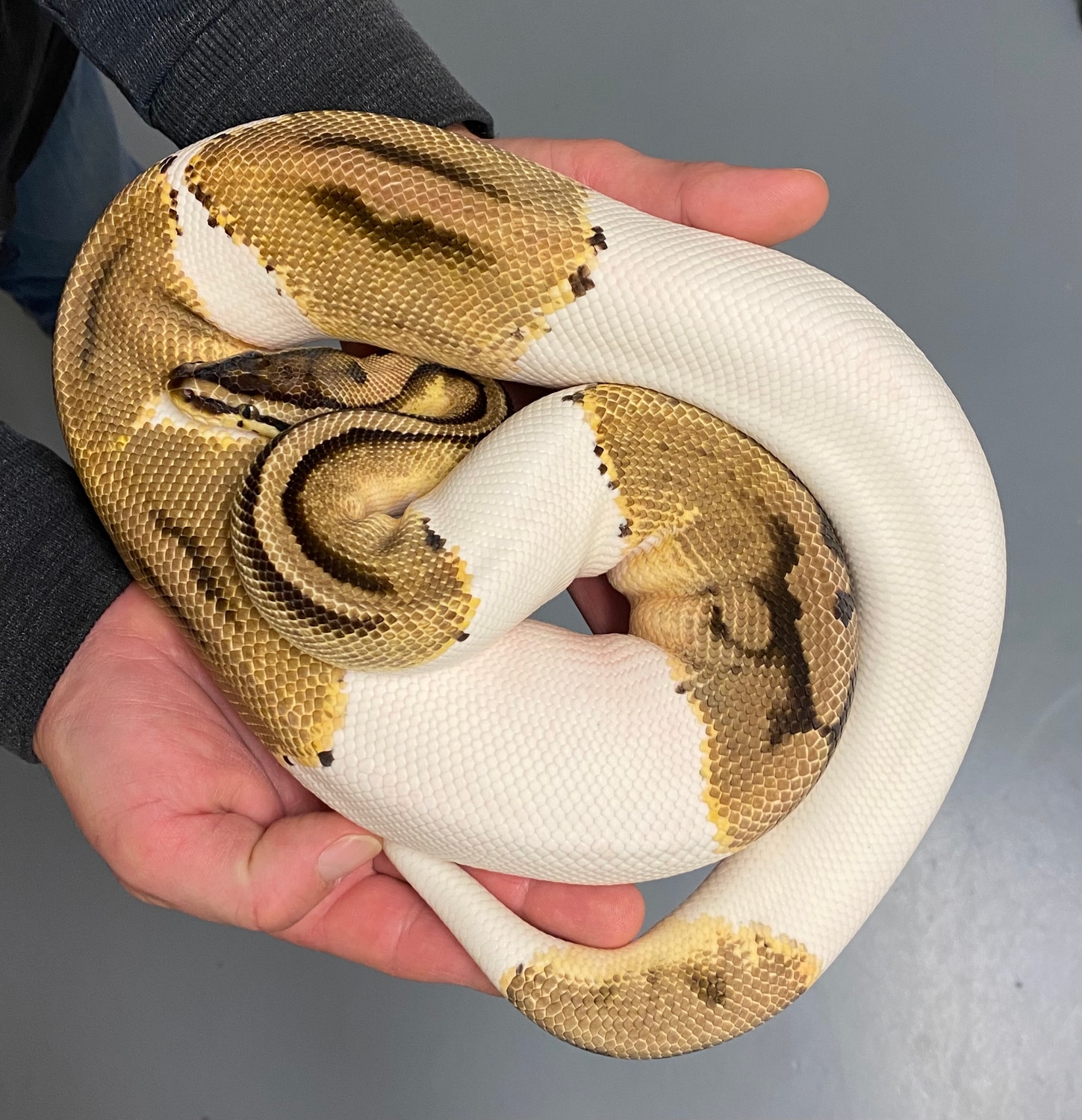 Pastel Piebald DH Desert Ghost Axanthic TSK Ball Python by MySnake_EU ...