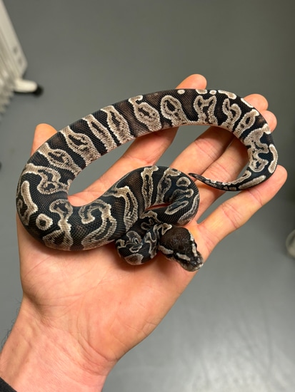 Ghi Axanthic Het Piebald Ball Python by MySnake_EU
