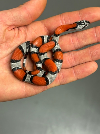 Lampropeltis Alterna Gray-Banded Kingsnake by MySnake_EU