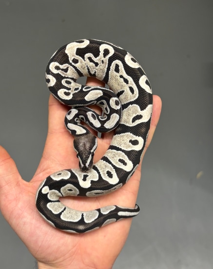 Axanthic Tsk Desert Ghost 50% Het Piebald Ball Python by MySnake_EU