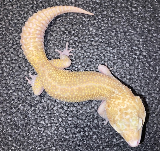 1.0 Raptor Leopard Gecko by Infamous' Exotic Reptiles