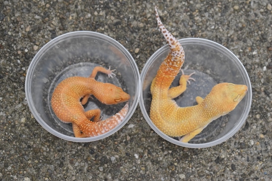 1.1 Tremper Albino Sunglow Group *PROVEN* Leopard Gecko by Infamous ...
