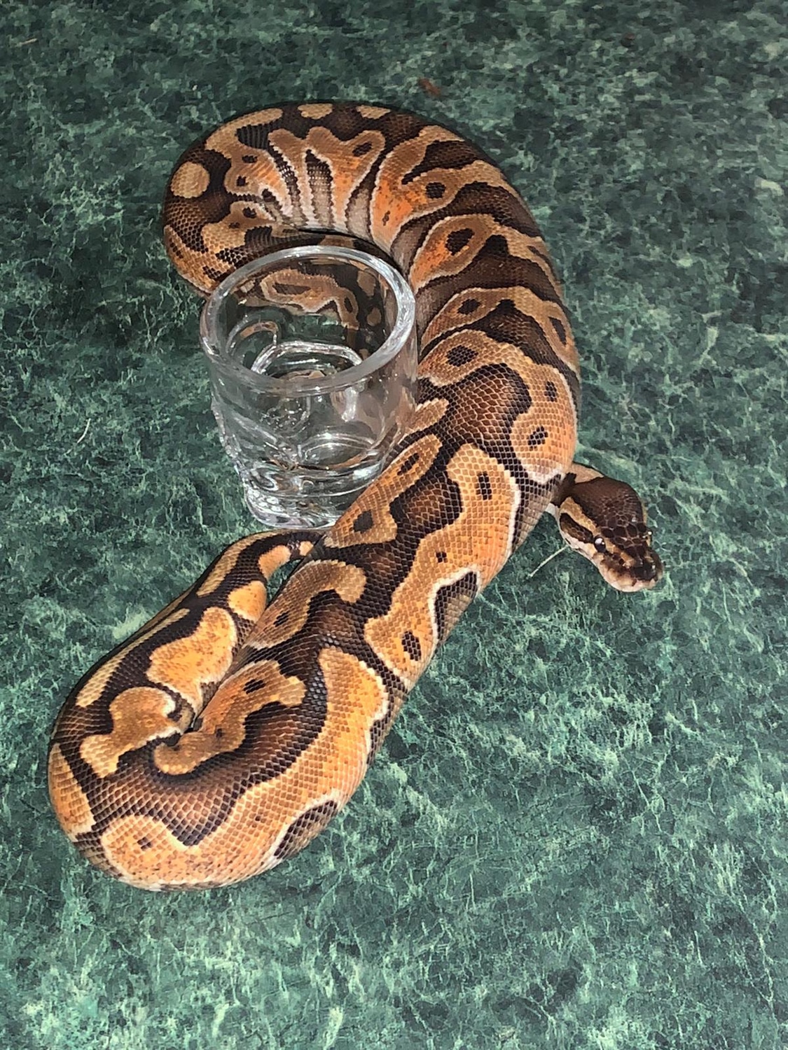 Cinnamon Enchi Ball Python by My Snake Addictions - MorphMarket