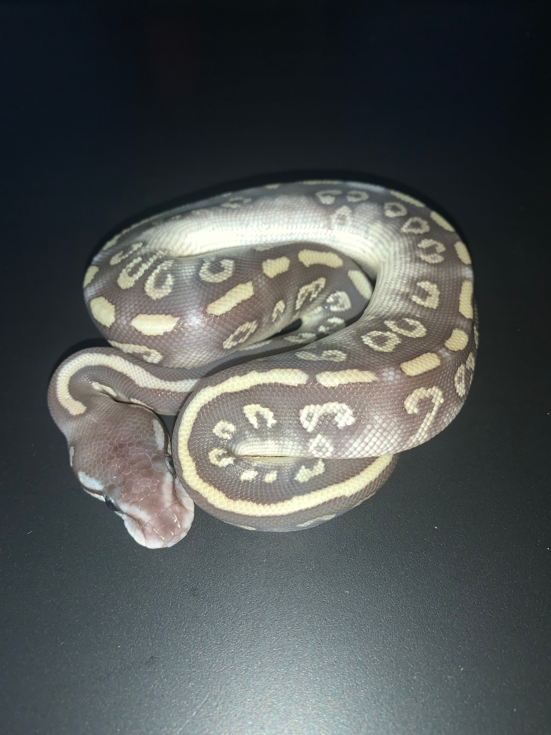 Super Phantom Ball Python by My Snake Addiction - MorphMarket