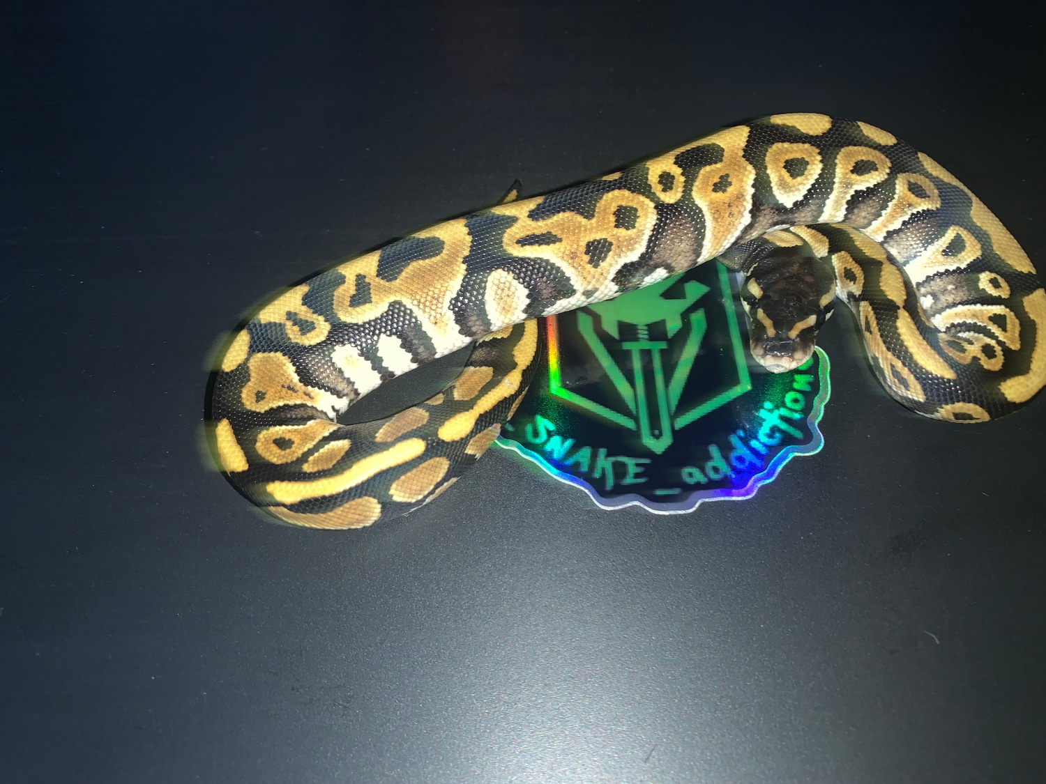 Phantom Ball Python by My Snake Addiction - MorphMarket