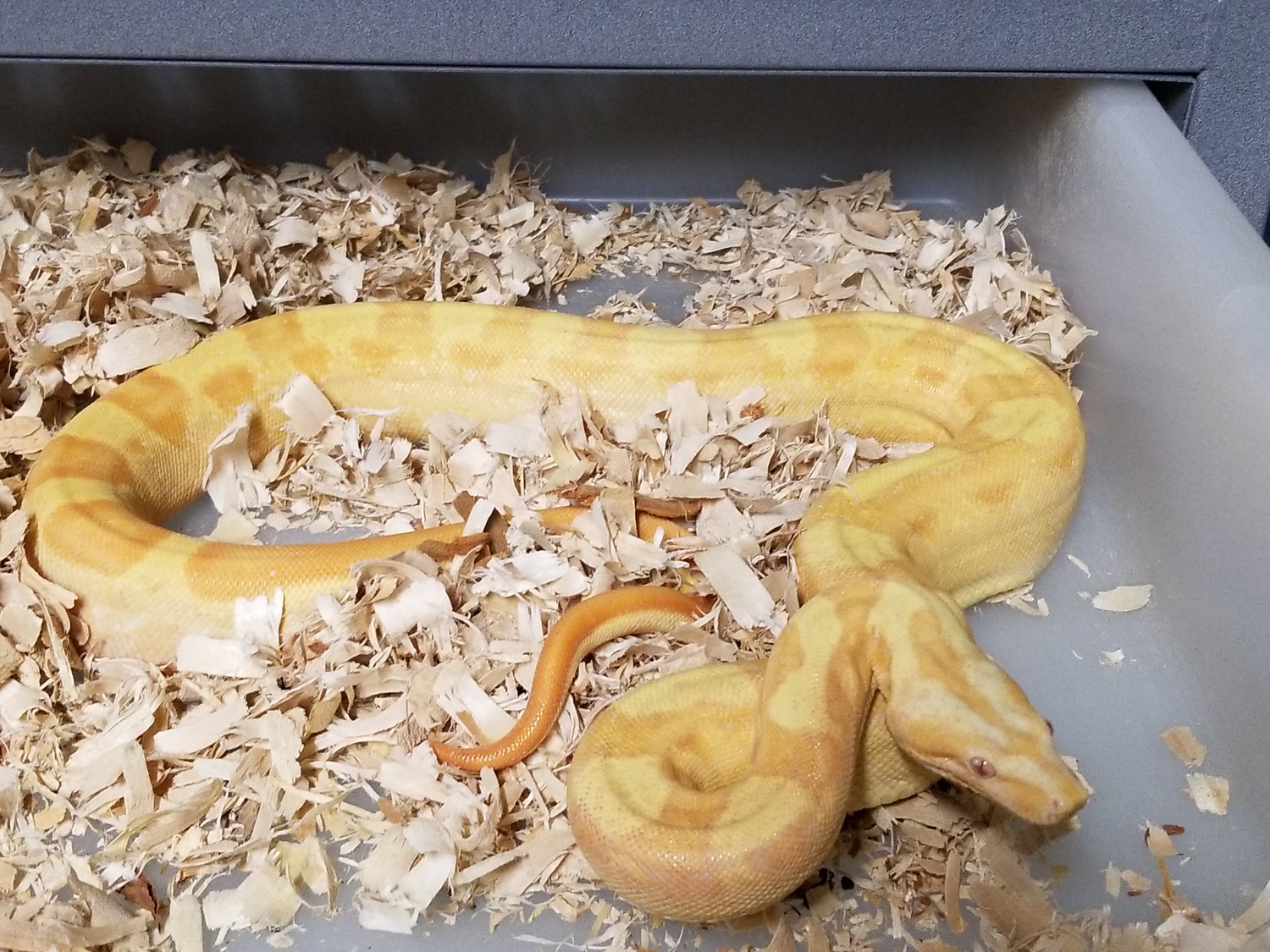 Sharp Sunglow Motley Het Snow Boa Constrictor by 2nd Alarm Reptiles LLC ...