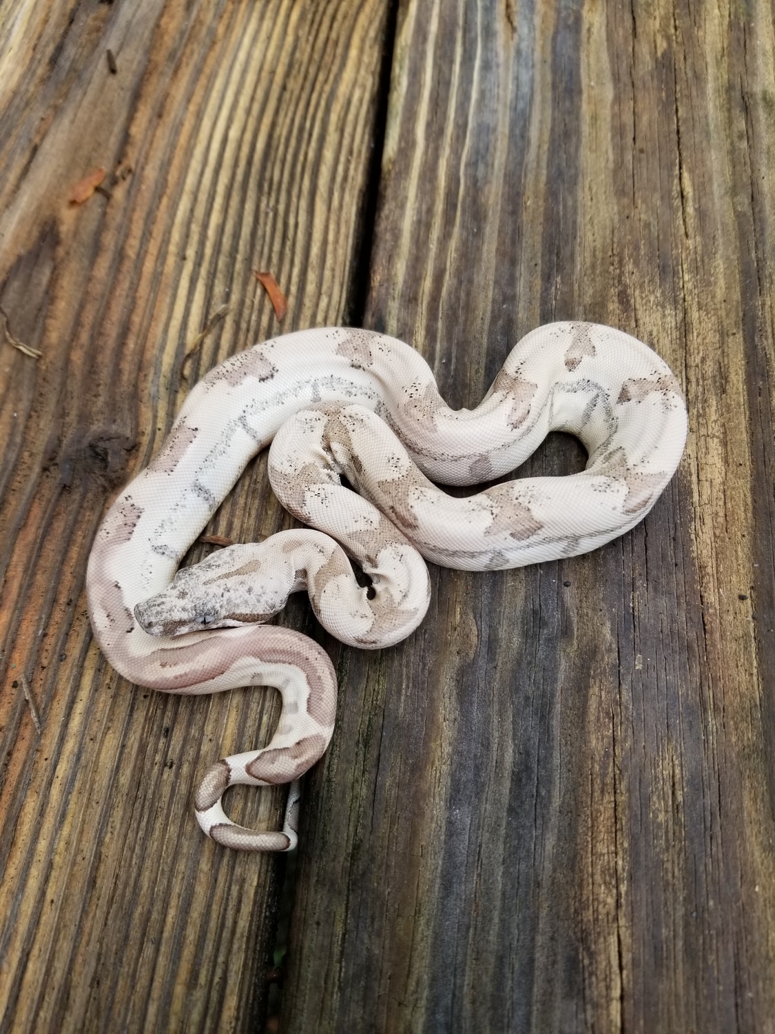 Ghost Jungle 66% Het. VPI Snow Boa Constrictor by 2nd Alarm Reptiles ...