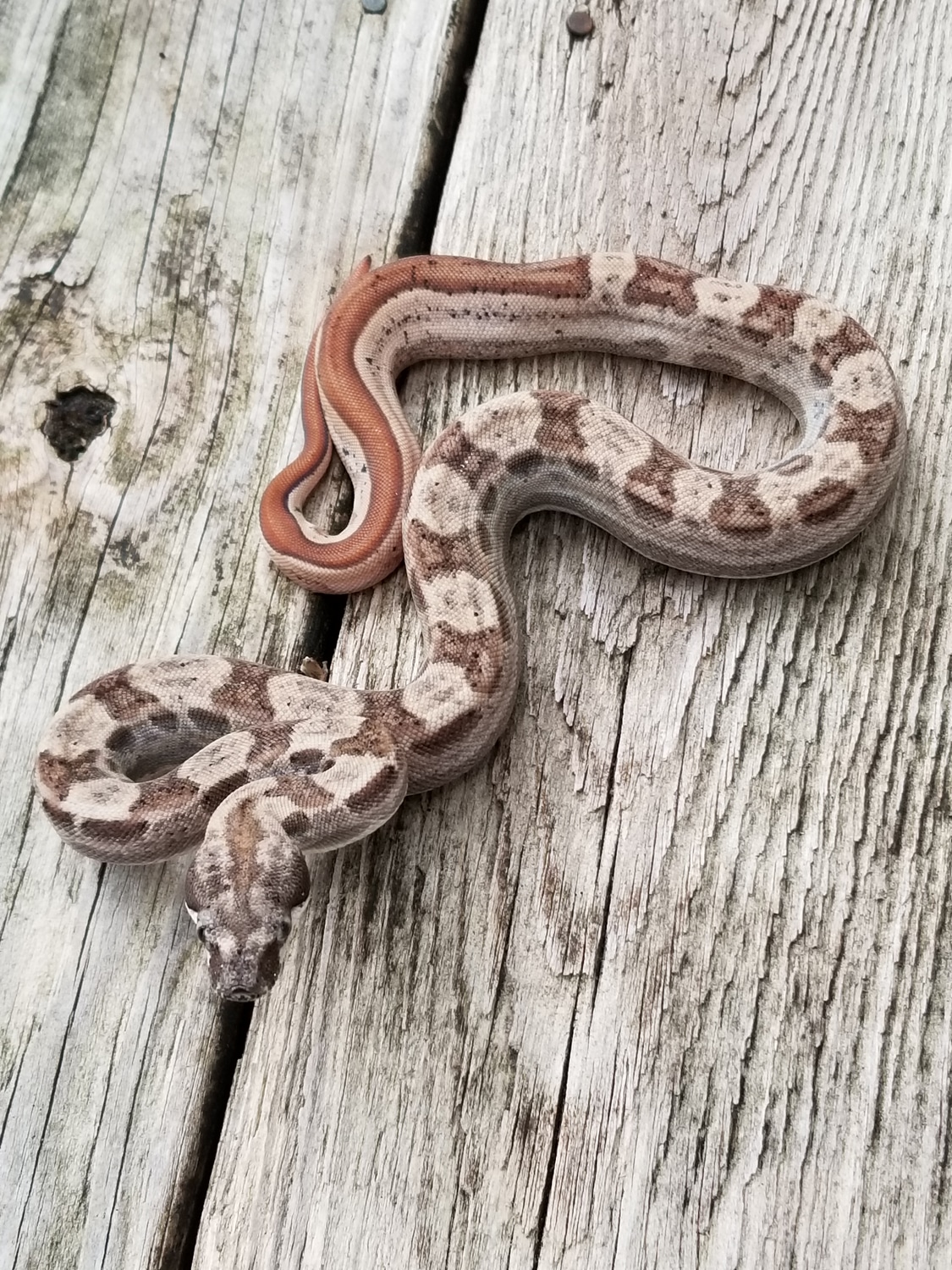 Hypo Motley Het Anerythristic %66 Get Sharp Albino Boa Constrictor by ...