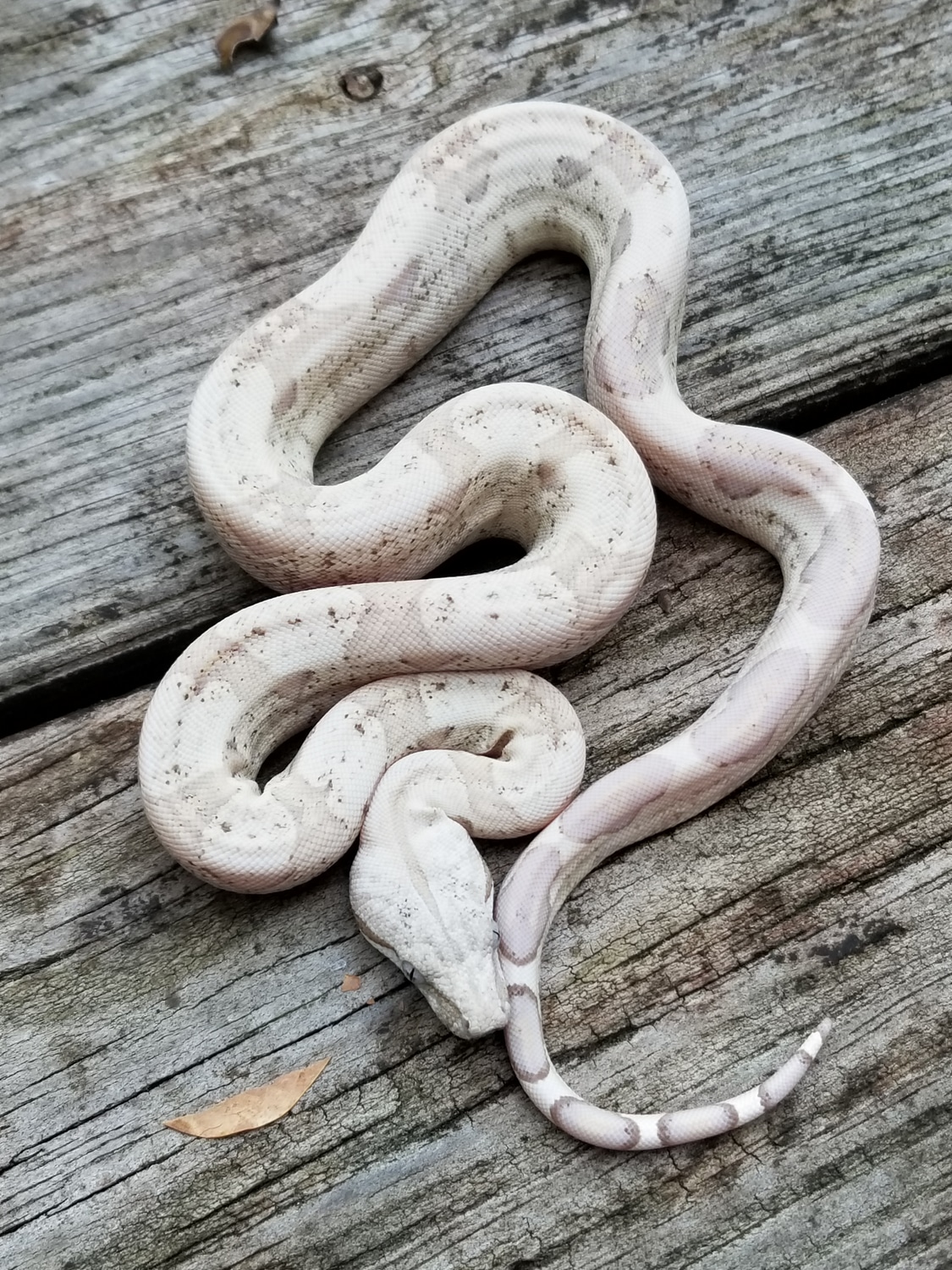 VPI Snowglow Jungle Boa Constrictor by 2nd Alarm Reptiles LLC - MorphMarket