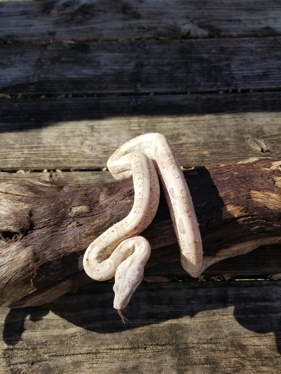 VPI Snowglow Jungle Boa Constrictor by 2nd Alarm Reptiles LLC - MorphMarket