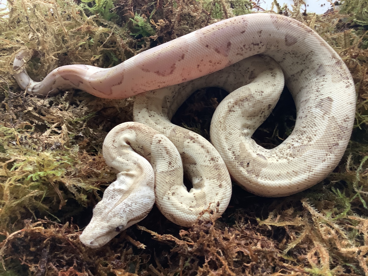 VPI Snowglow Jungle Boa Constrictor by 2nd Alarm Reptiles LLC - MorphMarket