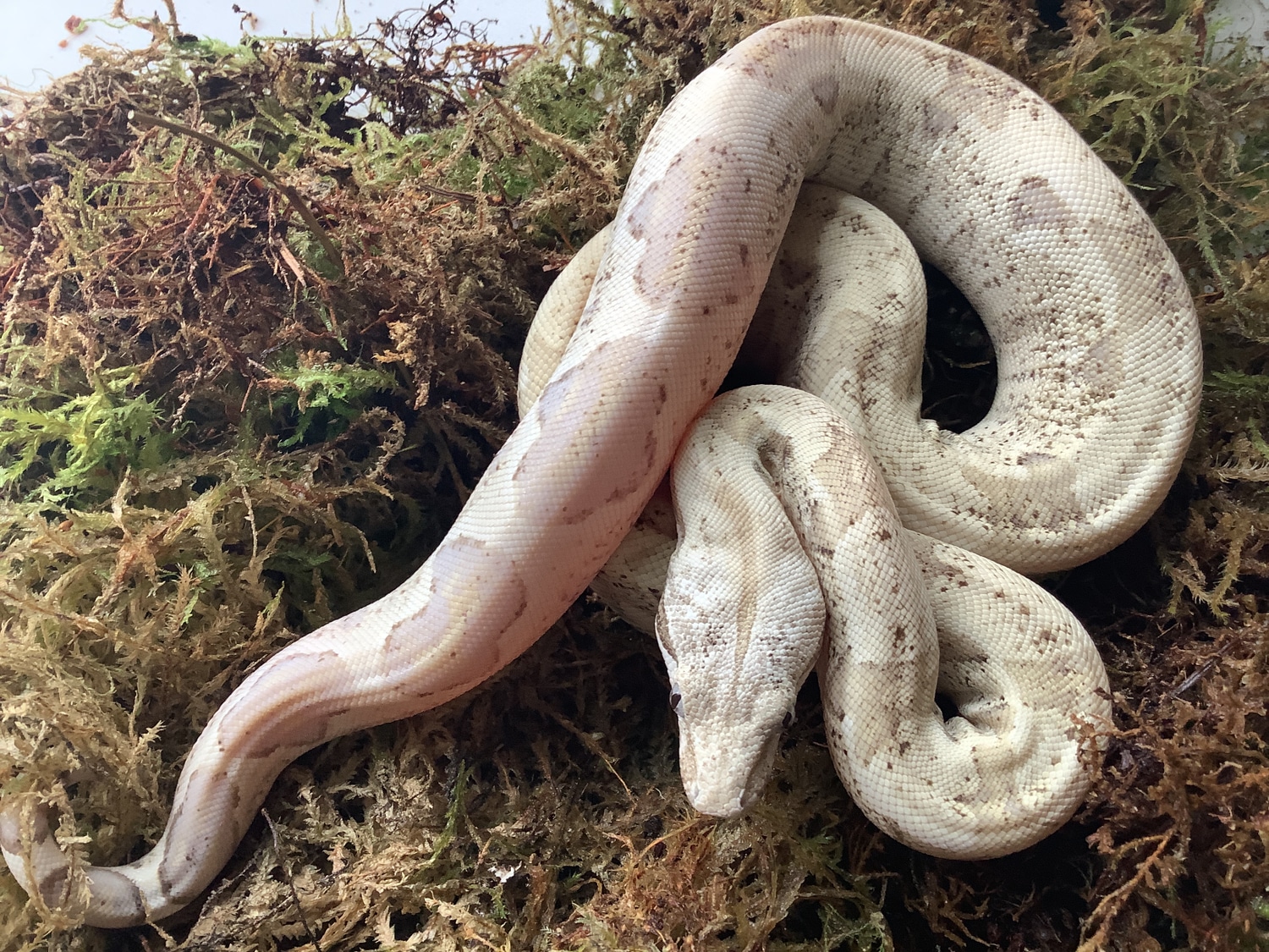 VPI Snowglow Jungle Boa Constrictor by 2nd Alarm Reptiles LLC - MorphMarket