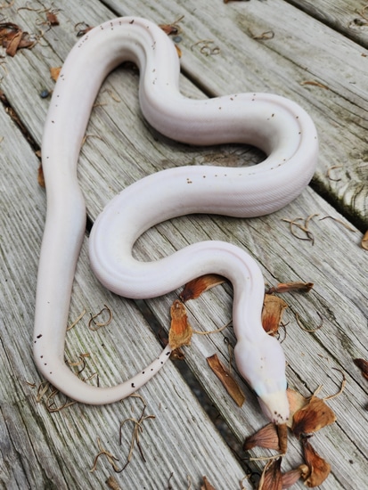 Princess Diamond (PD) Super Fire Possible IMG 50% Het. Sharp Snow Boa ...