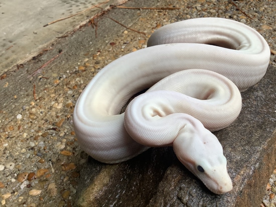Princess Diamond (PD) Super Fire Possible IMG 50% Het. Sharp Snow Boa ...
