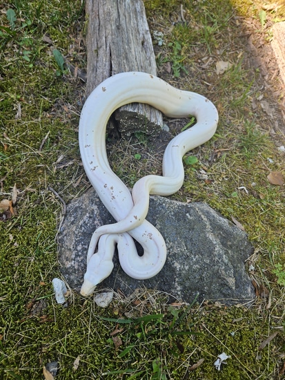 Super Fire Poss IMG Poss Het Sharp Snow Boa Constrictor by 2nd Alarm ...