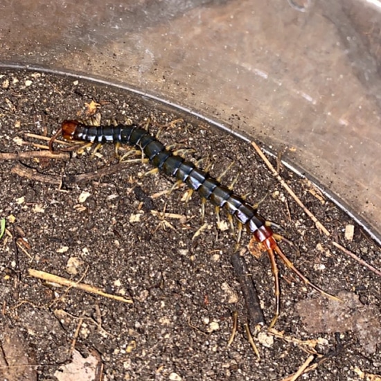 Florida Blue Centipede by Exotics Source Formely Infinite Reptiles