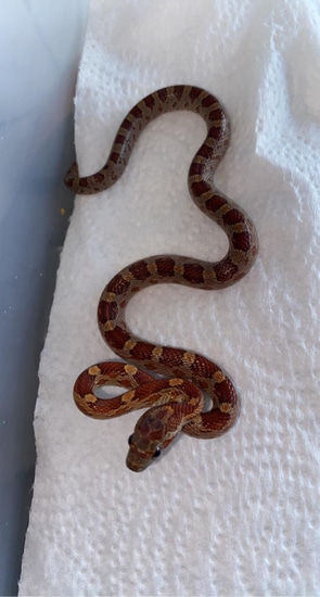 Rosy Red Corn Snake by Infinite Reptiles