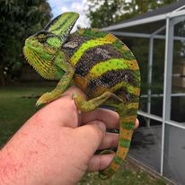 Adult Veiled Chameleon by Infinite Reptiles - MorphMarket