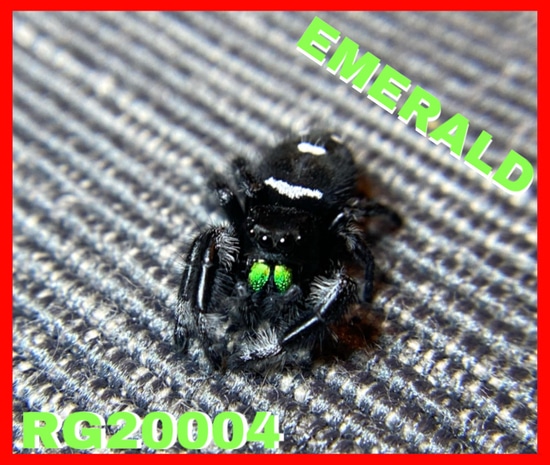 Emerald Jumping Spider (Regal) True Spider by Exotics Source Formely ...