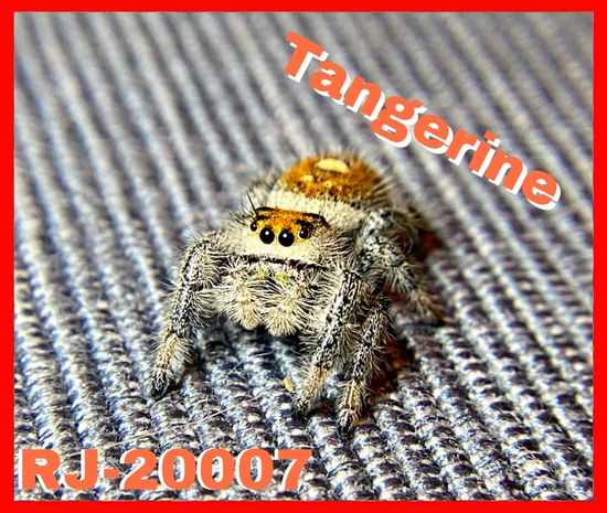 Tangerine Jumping Spider (Regal) True Spider by Infinite Reptiles
