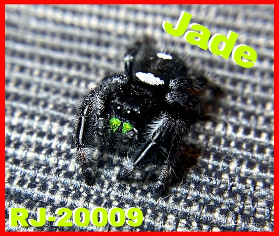 Jade Jumping Spider (Regal) True Spider by Infinite Reptiles