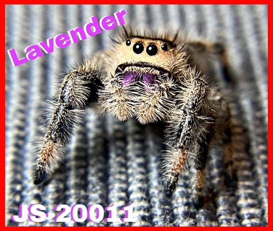 Lavender Jumping Spider (Regal) True Spider by Infinite Reptiles