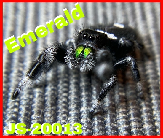 Emerald Jumping Spider (Regal) True Spider by Exotics Source Formely ...
