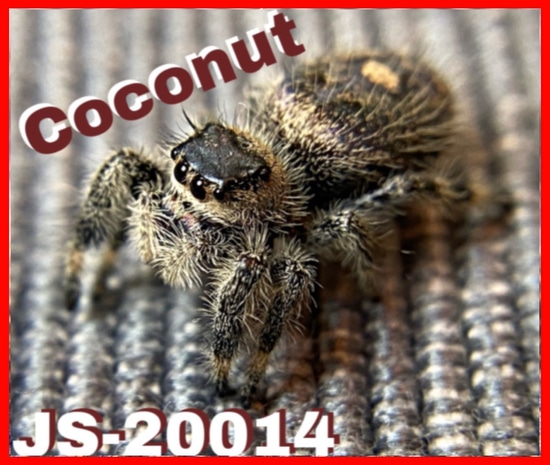 Coconut Jumping Spider (Regal) True Spider by Infinite Reptiles