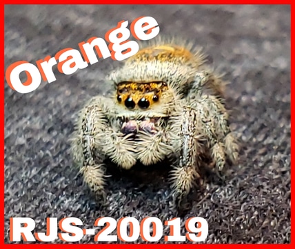 Regal Jumping Spider True Spider by Infinite Reptiles - MorphMarket