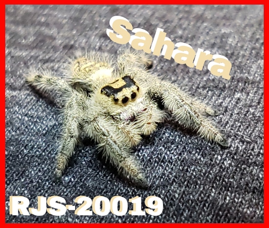 Sahara Jumping Spider (Regal) True Spider by Infinite Reptiles