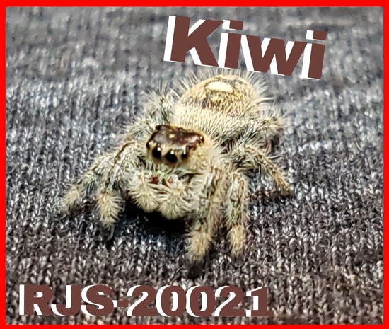 Kiwi Jumping Spider (Regal) True Spider by Exotics Source Formely ...