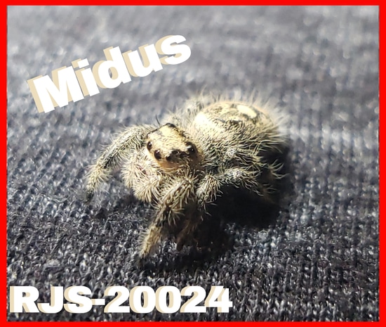 Midus Jumping Spider (Regal) True Spider by Exotics Source Formely ...