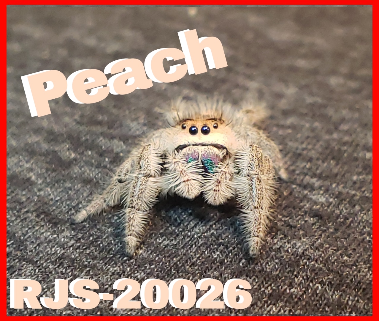 Peach Jumping Spider True Spider by Infinite Reptiles - MorphMarket