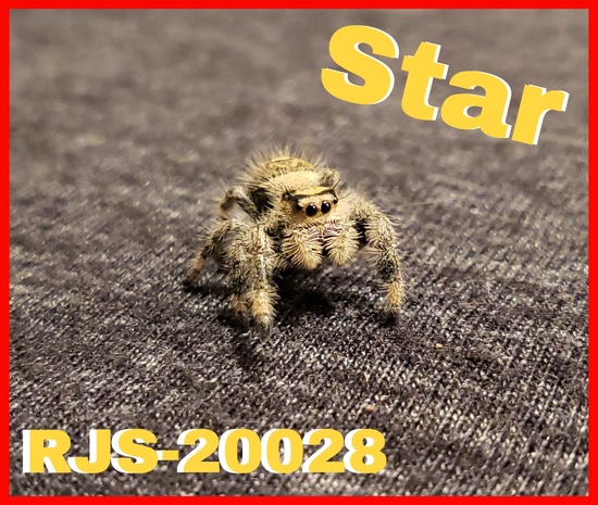Star Jumping Spider (Regal) True Spider by Infinite Reptiles