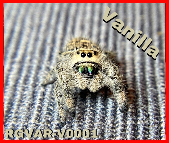 Vanilla Jumping Spider “Regal True Spider by Infinite Reptiles
