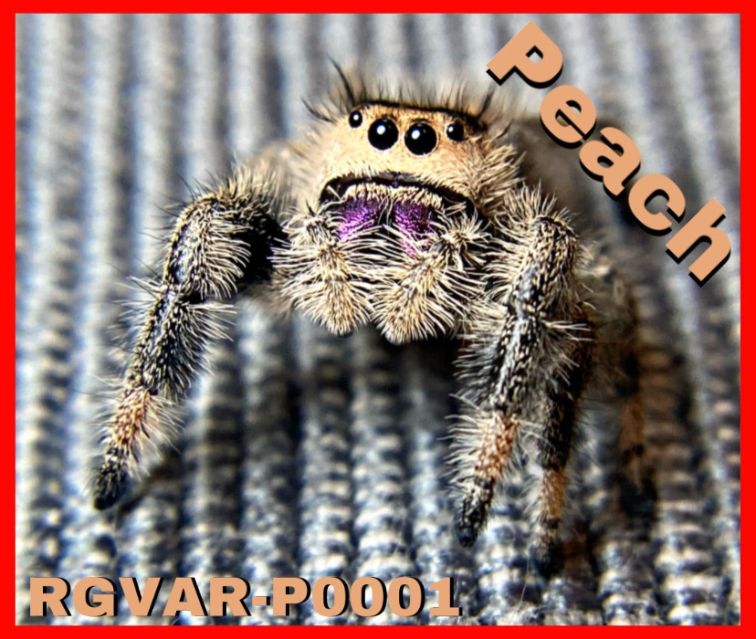 Peach Jumping Spider “Regal True Spider by Infinite Reptiles - MorphMarket
