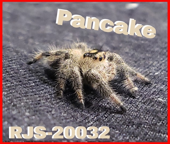 Pancake Jumping Spider (Regal) True Spider by Infinite Reptiles