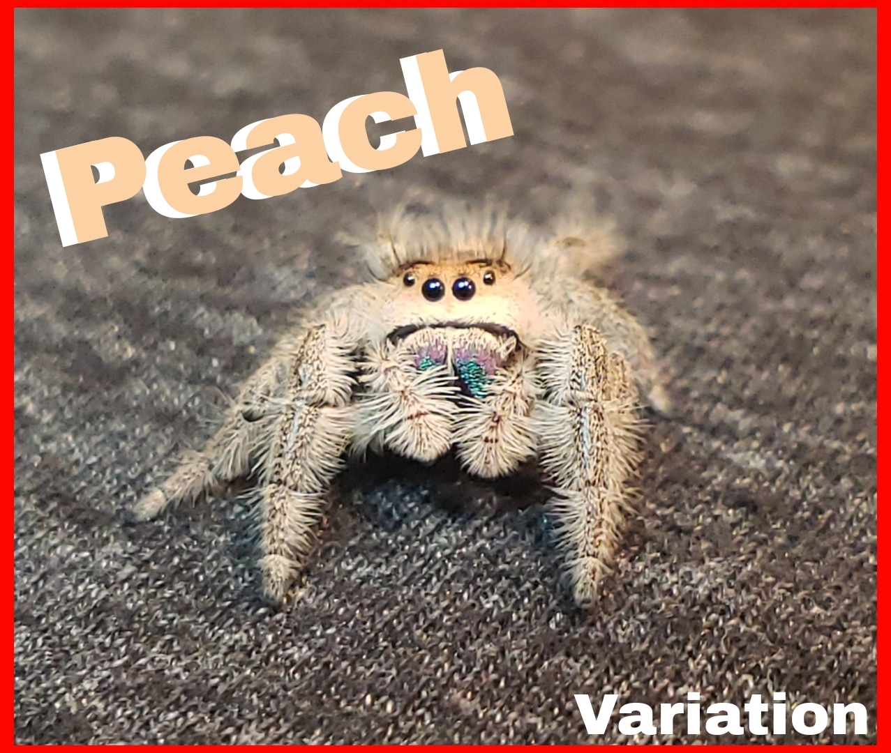 Peach Jumping Spider (Regal) True Spider by Infinite Reptiles - MorphMarket