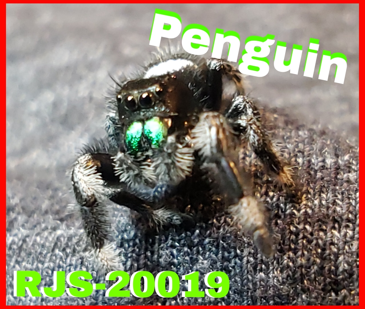 Emerald Jumping Spider (Regal) True Spider by Infinite Reptiles ...