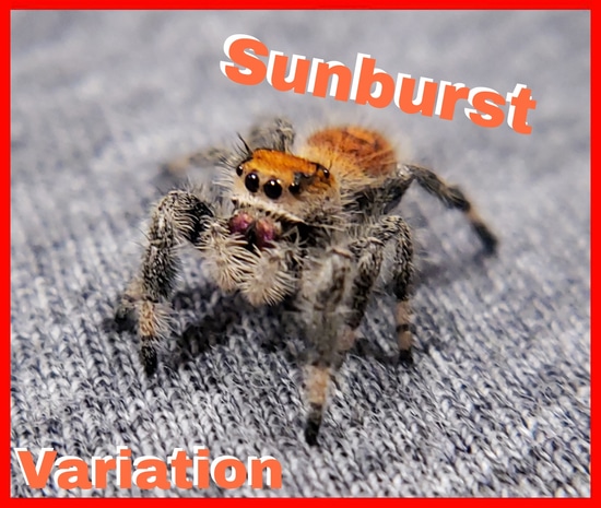 Sunburst Jumping Spider (Regal) True Spider by Exotics Source Formely ...