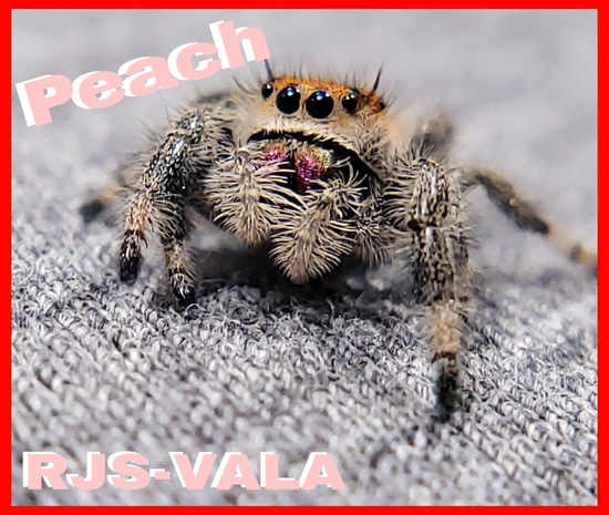 Peach Jumping Spider (Regal) True Spider by Infinite Reptiles