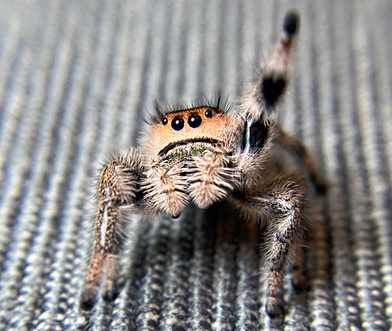 GROUP Regal Jumping Spiders True Spider by Infinite Reptiles