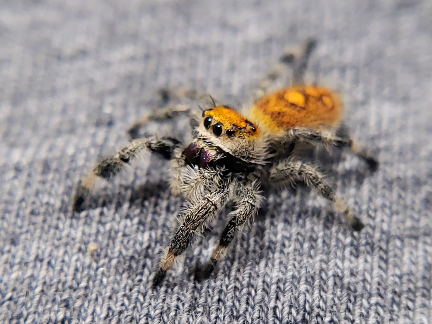 Peach Mango Jumping Spider (Regal) True Spider by Infinite Reptiles ...