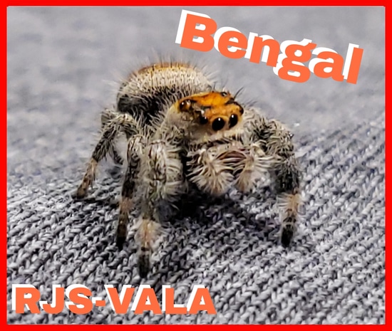 Bengal Jumping Spider (Regal) True Spider by Infinite Reptiles